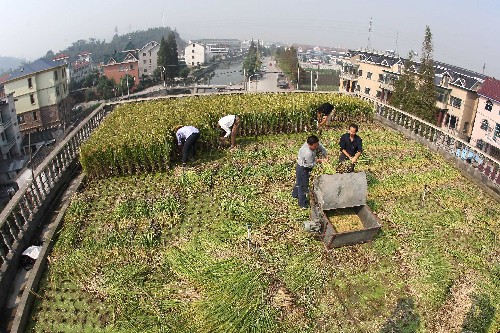 绍兴农民屋顶造田