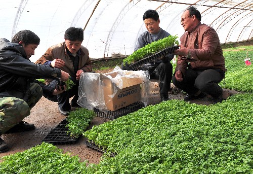 受灾菜农购苗抢种春茬蔬菜