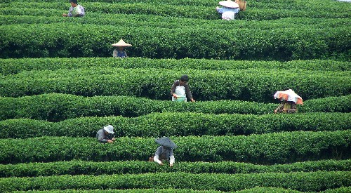 广西昭平茶农赶采秋茶
