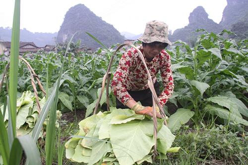 广西罗城烤烟进入收获期